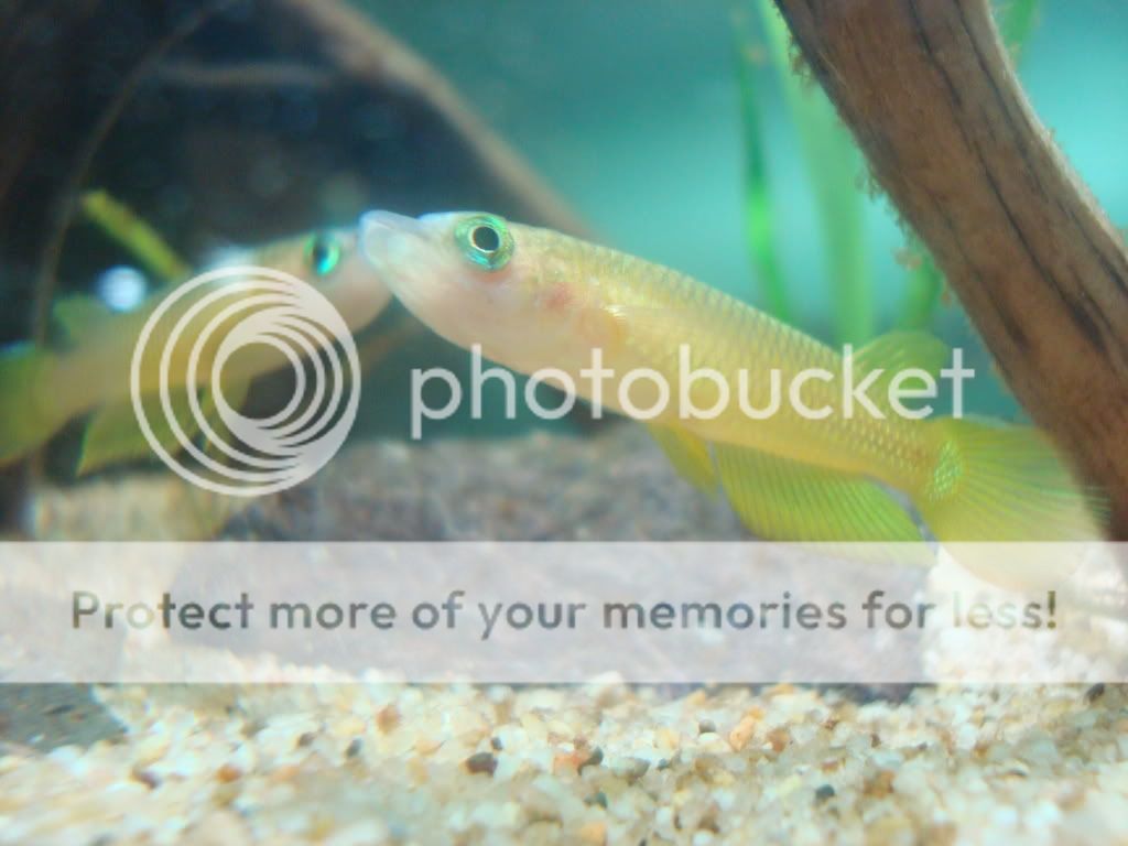 Aplocheilus Lineatus Gold☺☺ - Fotografías y Vídeos para el Atlas Dulce ...