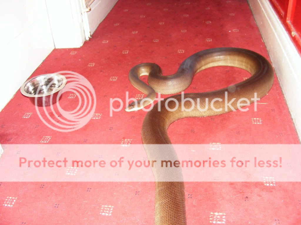 The Olive Python Thread | Reptile Forums