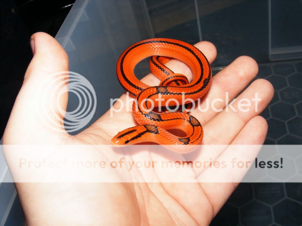 Red Bamboo ratsnake/Thai red mountain snake Oreocryptophis porphyraceus ...