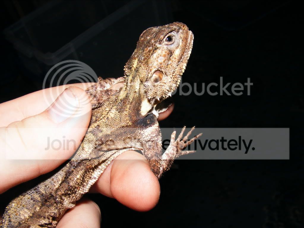 uncommon lizard breeding pairs | Reptile Forums
