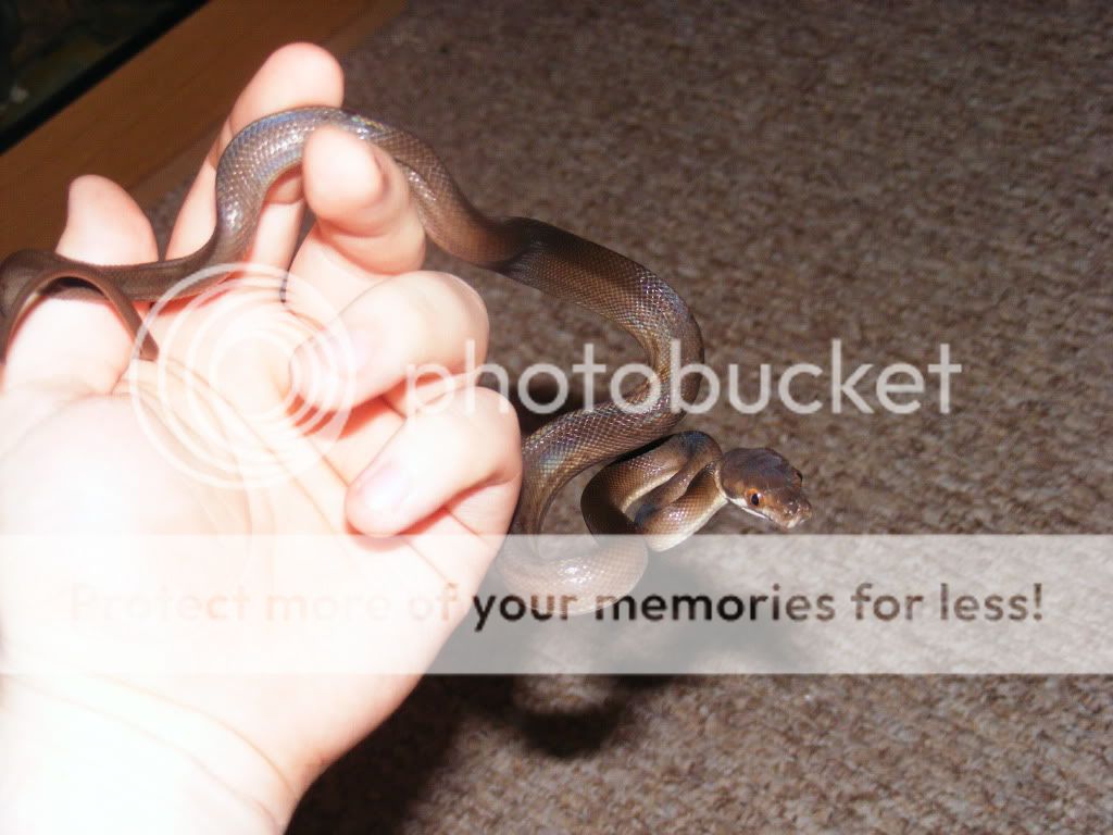 Tanimbar pythons | Reptile Forums