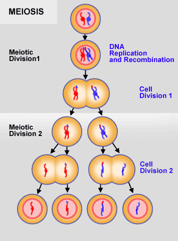 Meiosis Animated Gifs | Photobucket