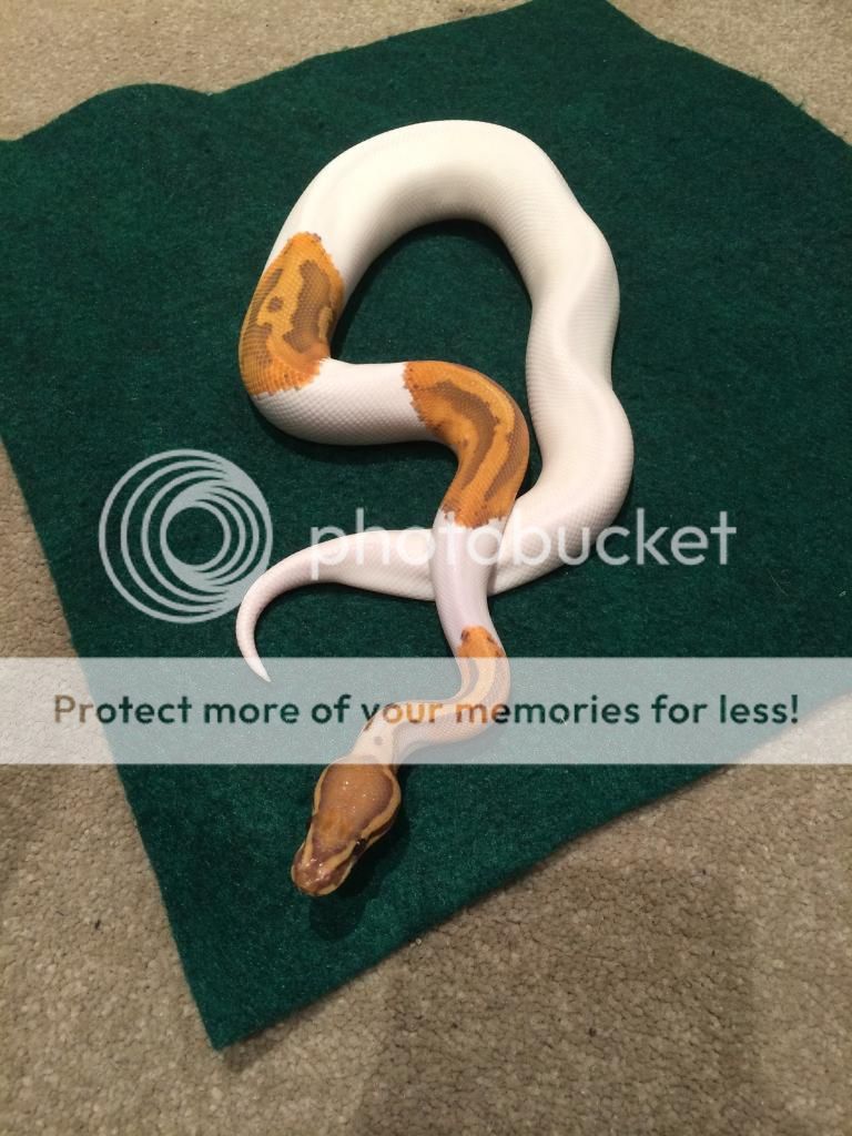 SE England - Various Royal Pythons For Sale | Reptile Forums