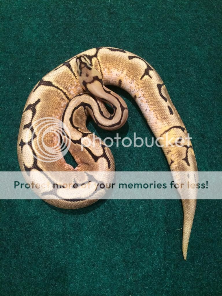 SE England - Various Royal Pythons For Sale | Reptile Forums