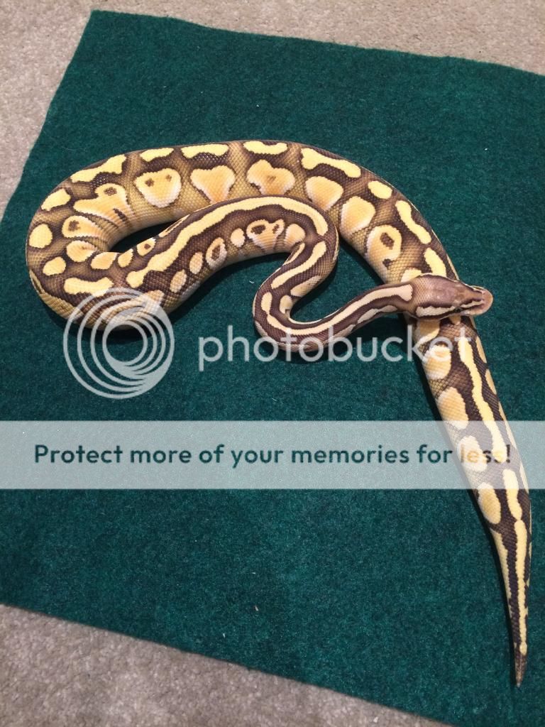 SE England - Various Royal Pythons For Sale | Reptile Forums